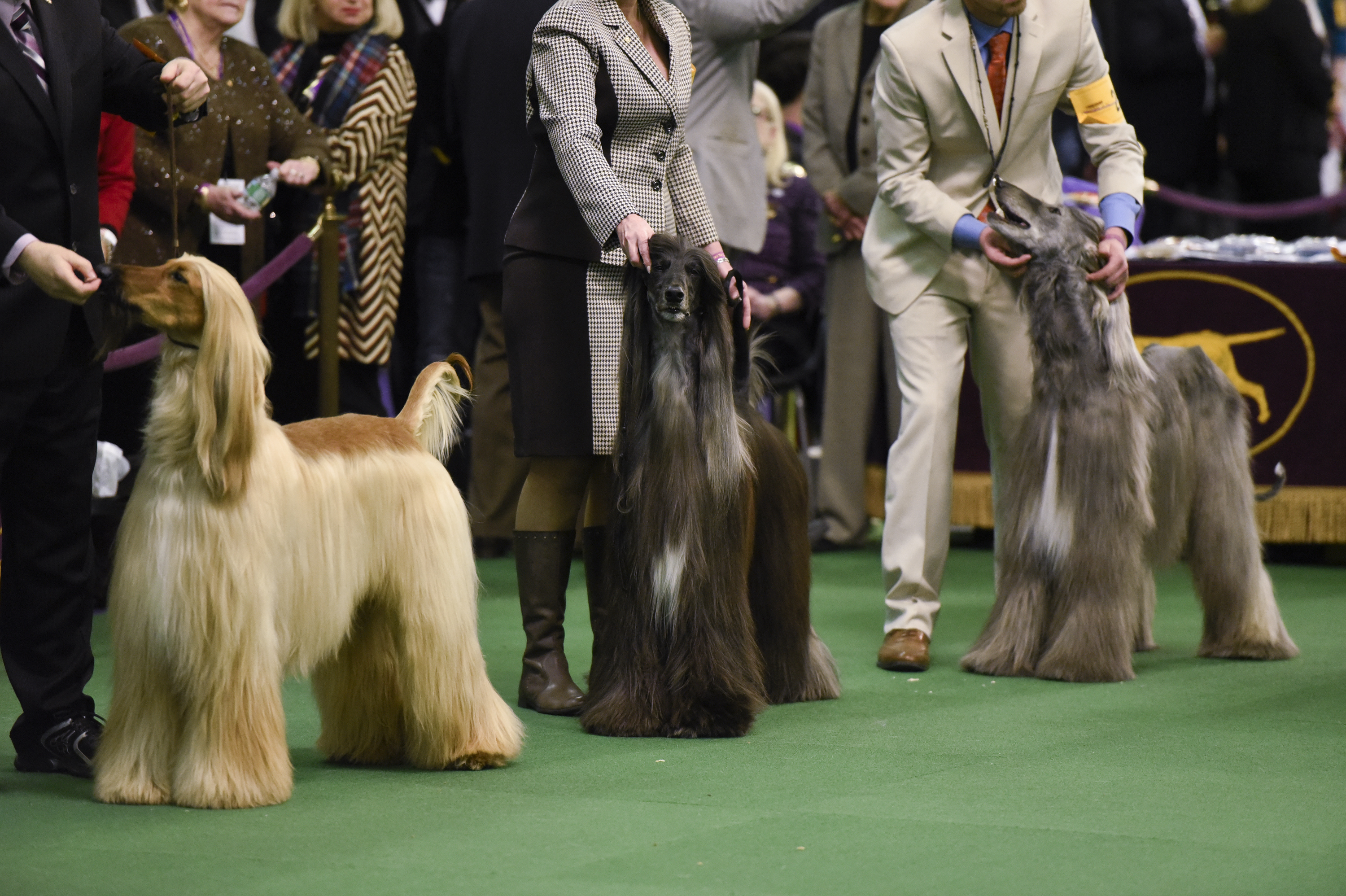 Westminster Dog Show 2016 Results Best Of Breed Winners And Monday Westminster Dog Show 2016 Results Best Of Breed Winners And Monday