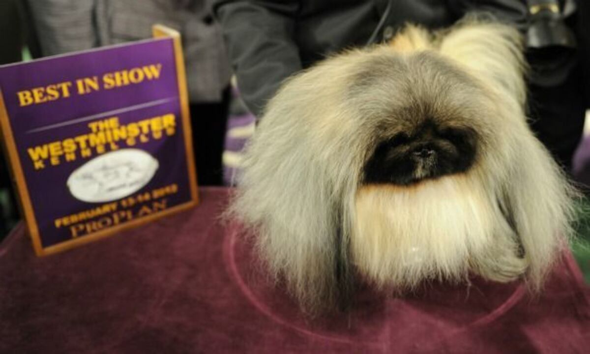 2012 Westminster Dog Show: Malachy the Pekingese Set for Massive Media ...