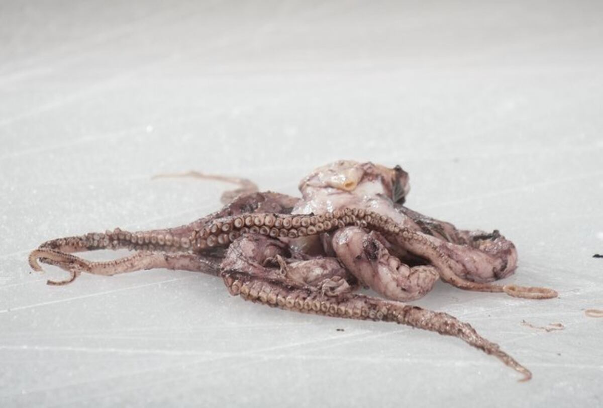 Octopus in Detroit, Florida Rat Trick and the Five Oddest Traditions in ...