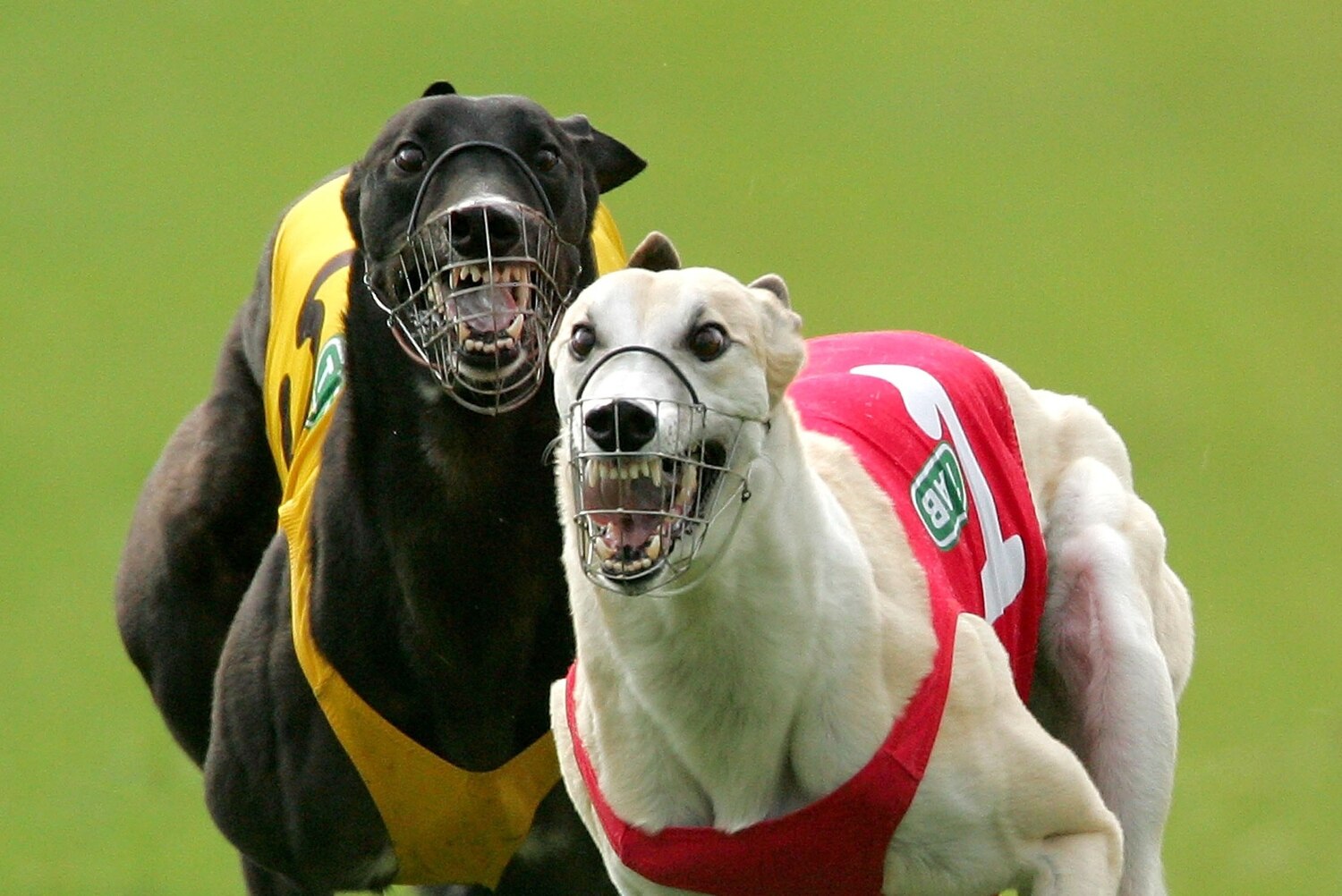 Irish Greyhound Derby 2013: Preview and Betting Odds for Saturday's ...