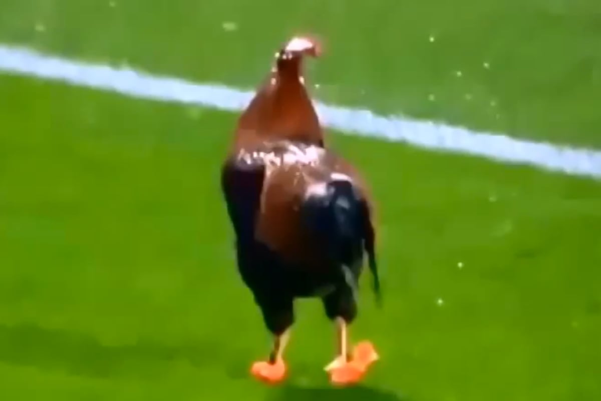 Rooster Invades Pitch at Israeli Soccer Game, Takes Security on Amazing ...