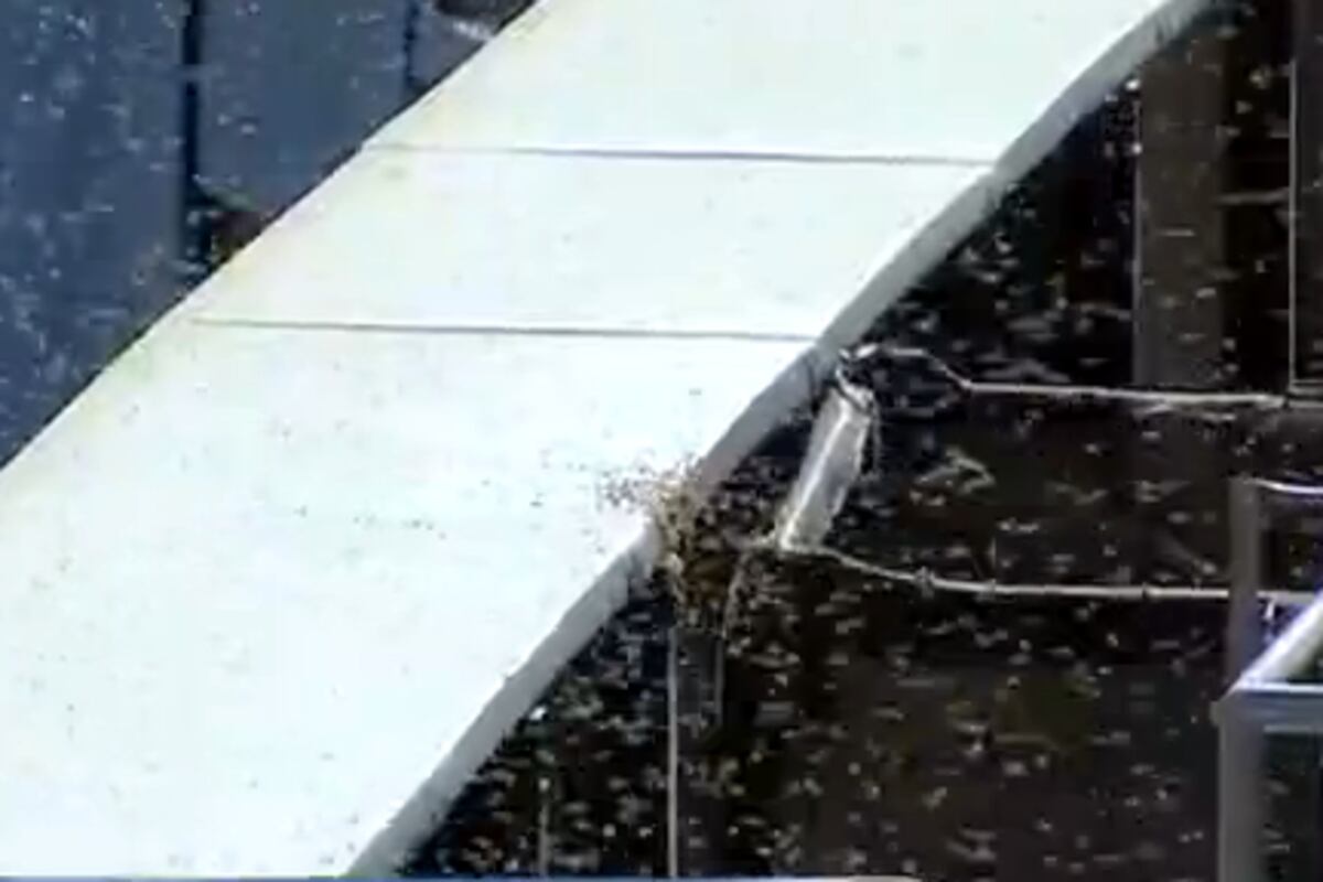 Swarm of Bees Invade Dodger Stadium, Blanket Left Field | News, Scores ...
