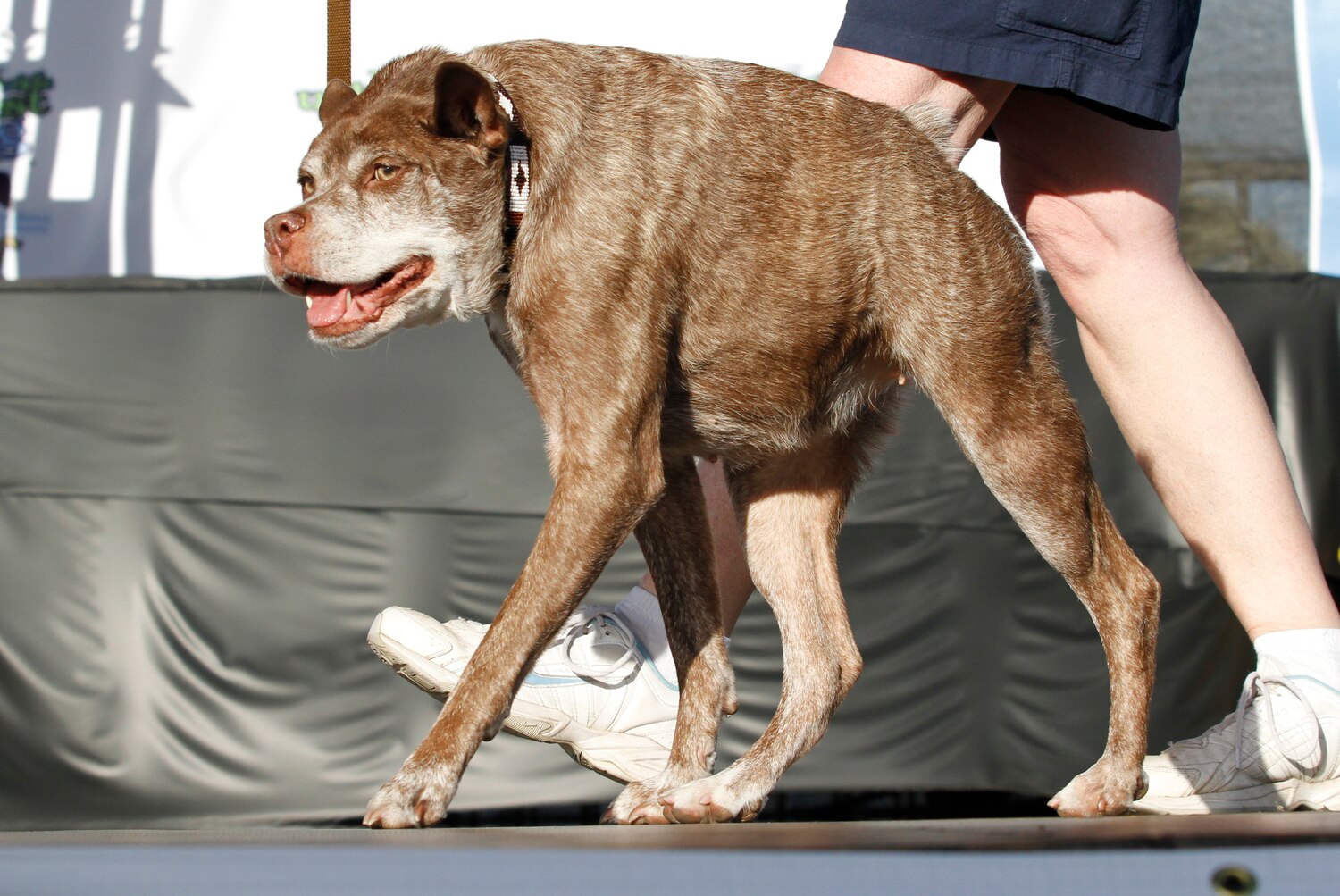 World's Ugliest Dog 2015: Winner, Photos and Reaction | Bleacher Report
