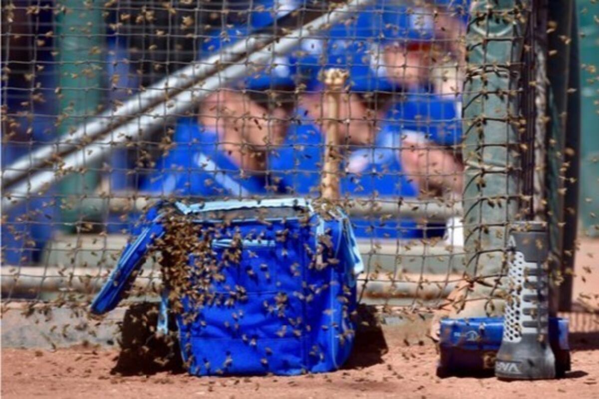 Massive Swarm of Bees Wreaks Havoc at Royals Spring Training Game ...
