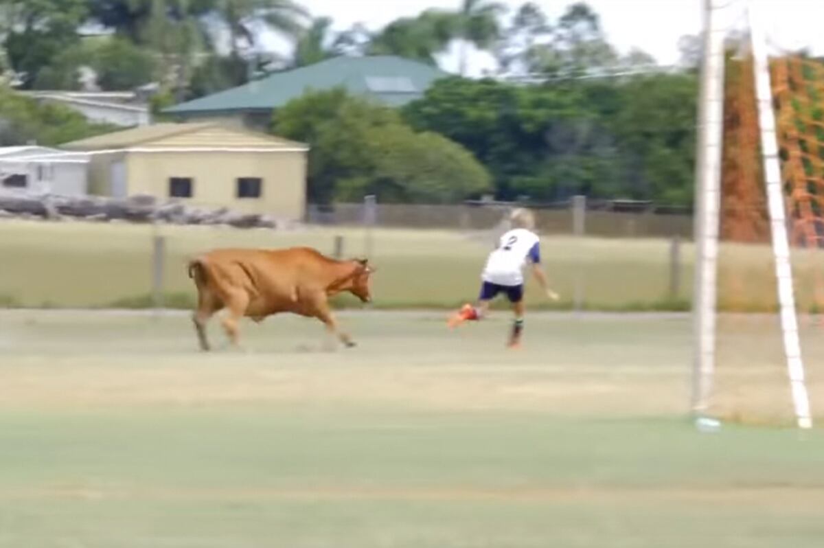 Cow Invades Pitch, Charges at Young Players During Football Match in ...