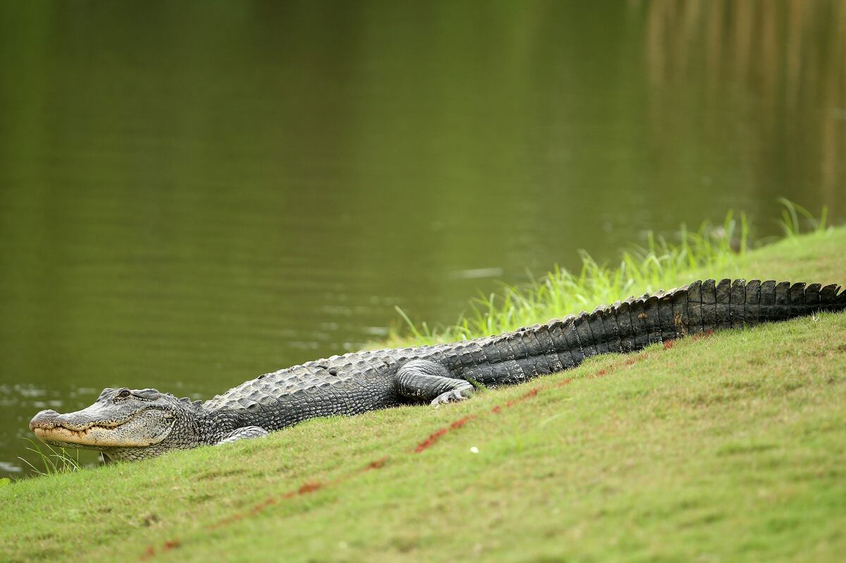 Massive Alligator Strolls Through Florida Golf Course | News, Scores ...