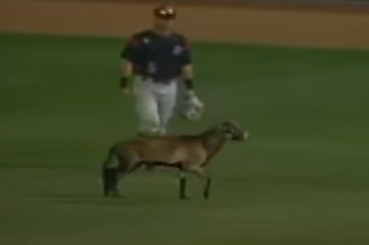 Sheep Runs Across Outfield, Interrupts Minor League Baseball Game ...