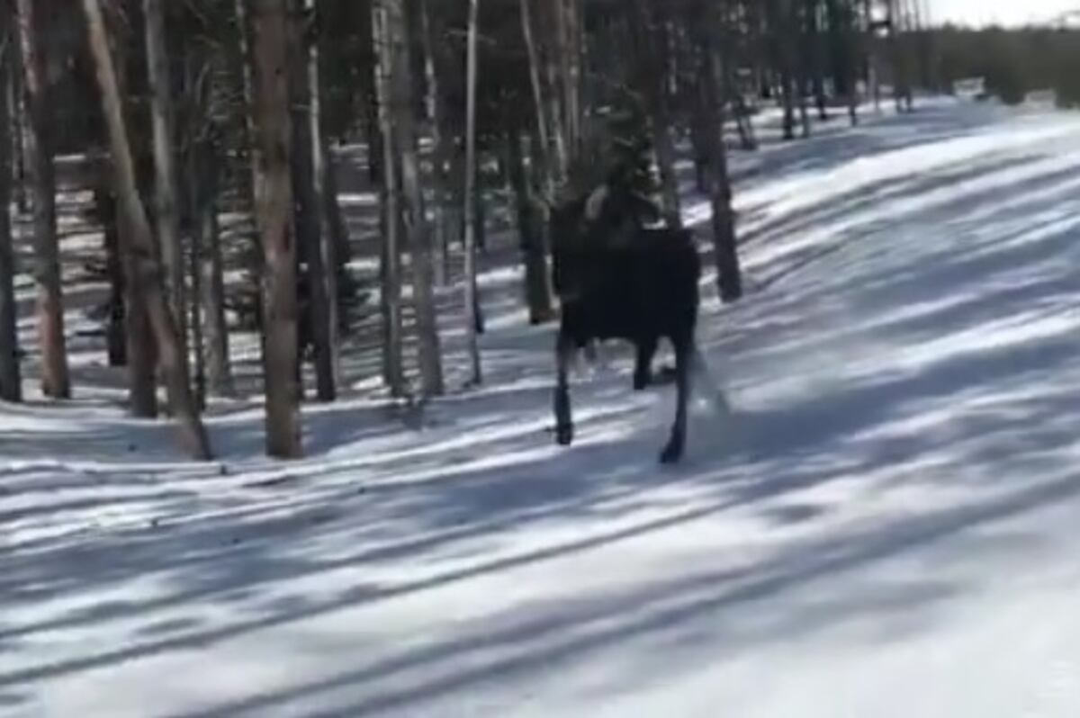 Snowboarders Record Moose Chasing Them Down Run | News, Scores ...
