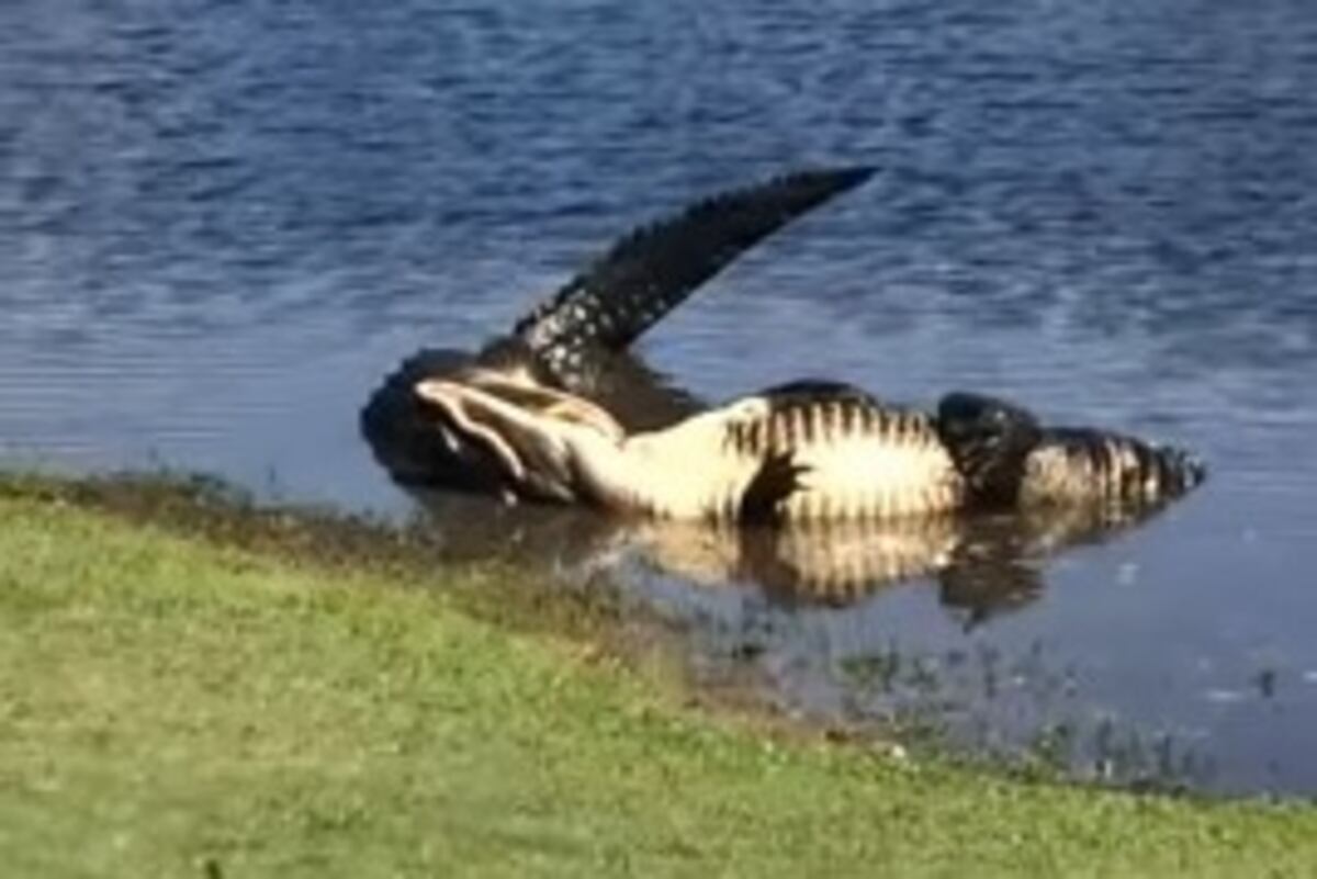 2 Gators Fight on North Carolina Golf Course | News, Scores, Highlights ...
