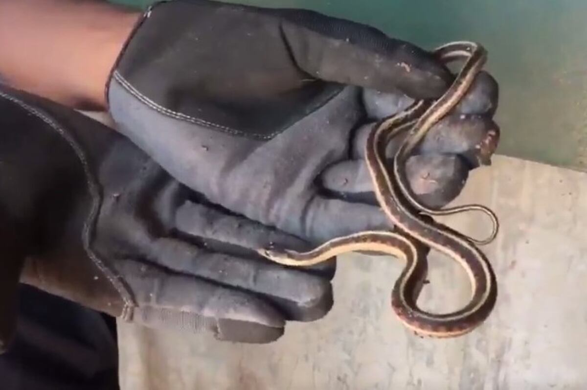 Minor League Baseball Game Delayed by a Snake in the Infield Grass ...