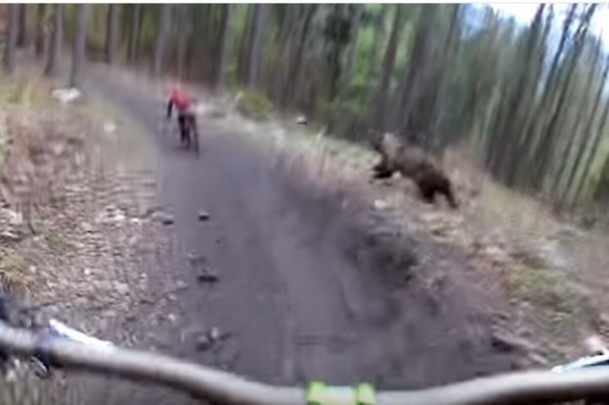 Biker's Camera Shows Bear Chasing Fellow Rider | News, Scores ...