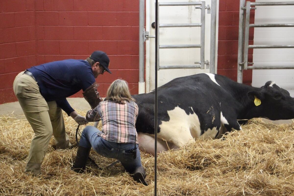 Michigan Coach Jim Harbaugh Helps Deliver Baby Calf on Tour of Fairlife ...