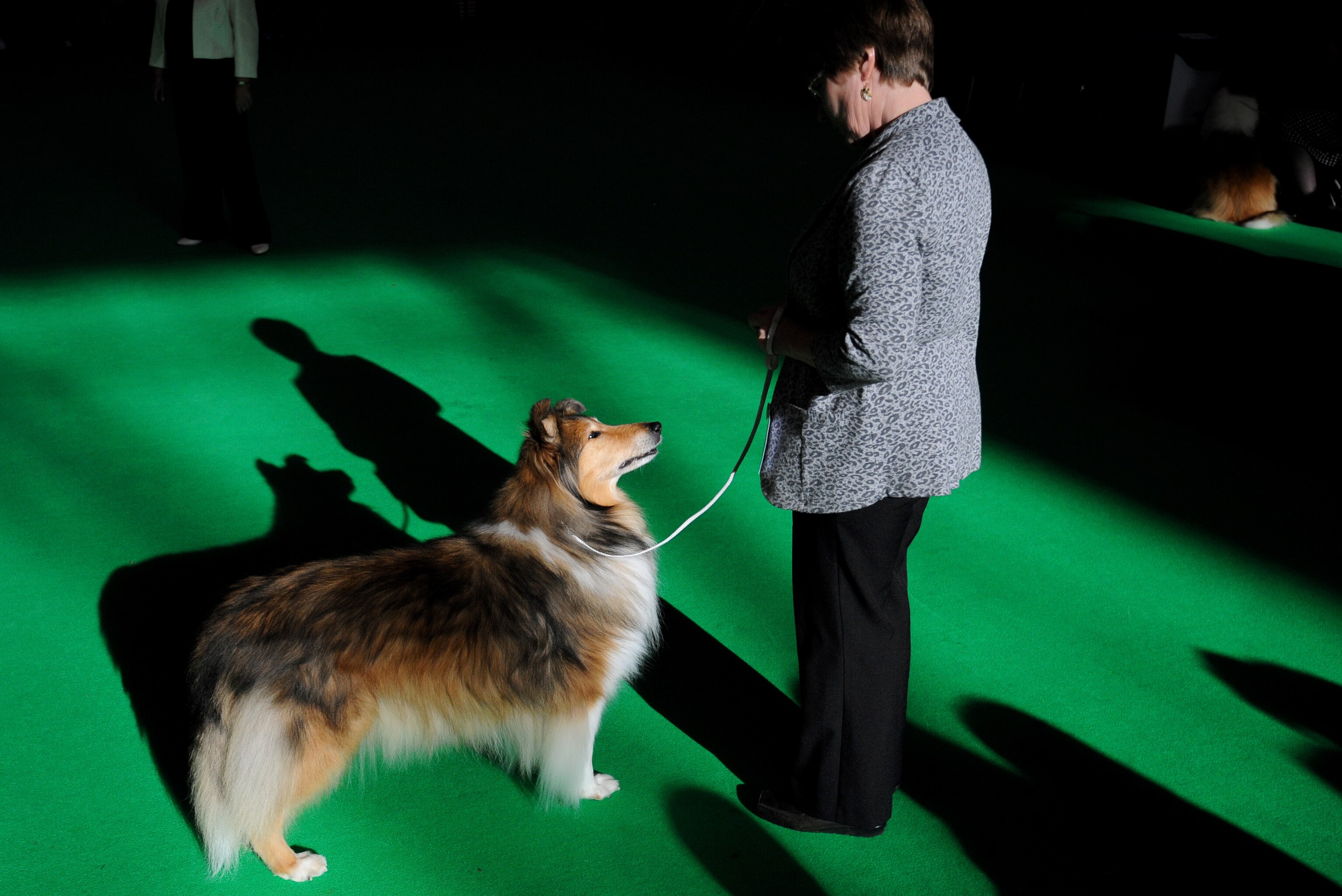 Who Won The Best In Show Dog 2018